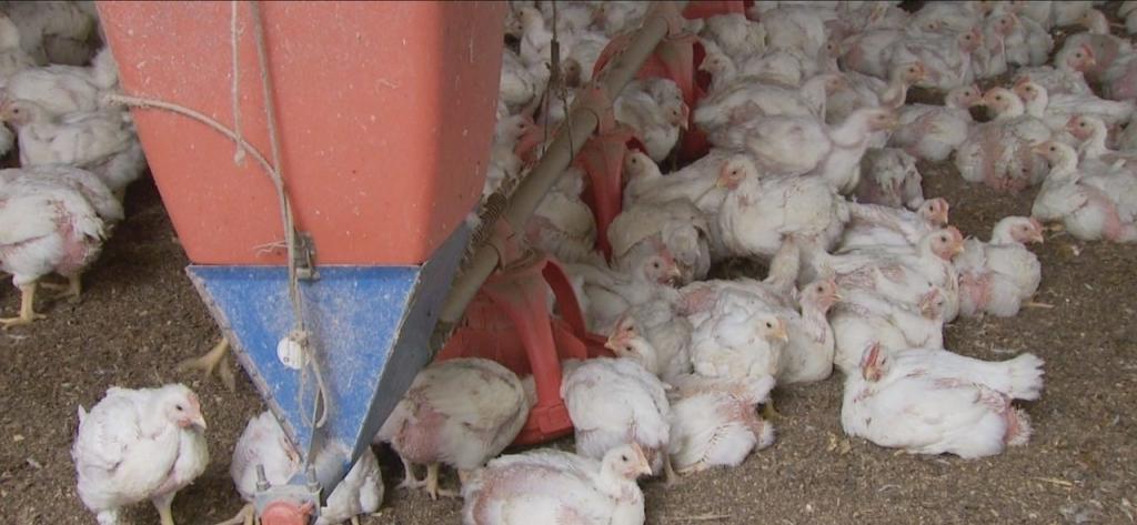 Mercado de frango começa a ganhar fôlego e registra crescimento no 1º ...