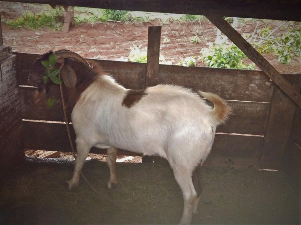 Vende-se um cabrito da raça Bôer